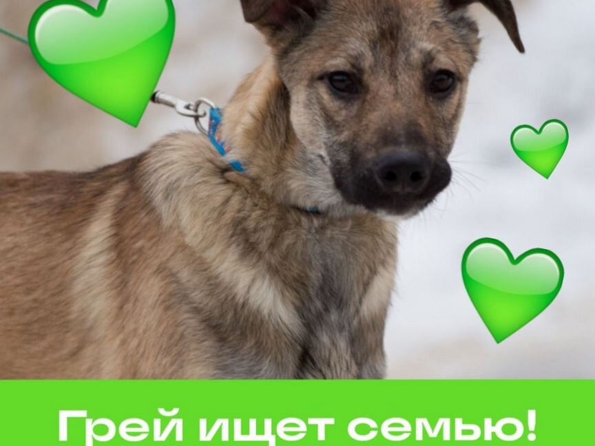 Щенок Грей ищет дом