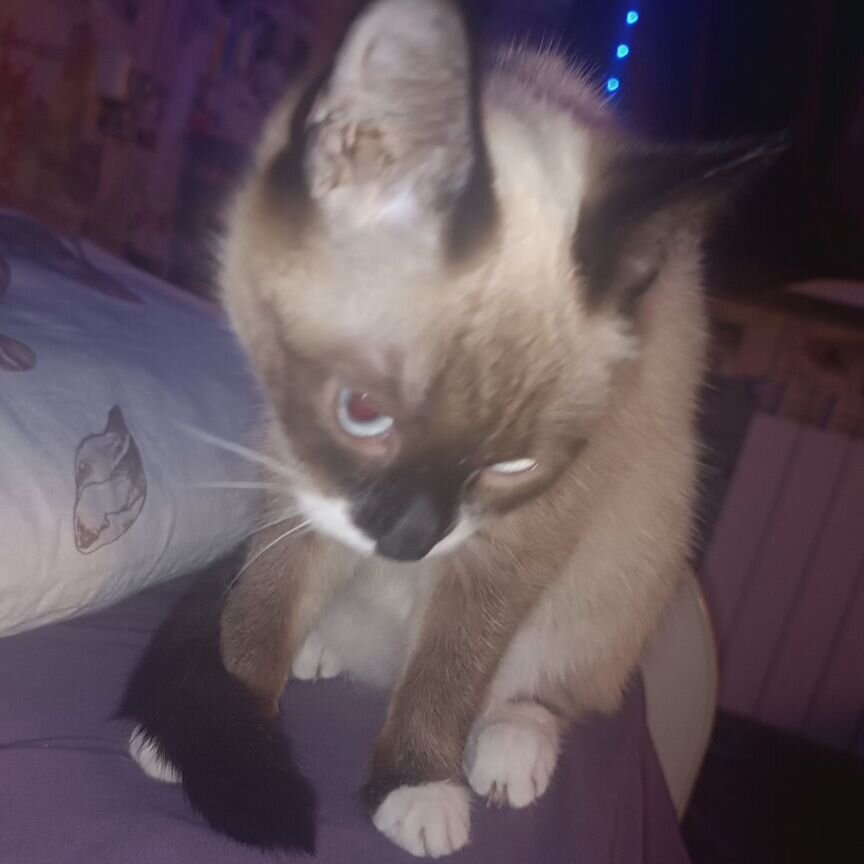 Сиамский котёнок