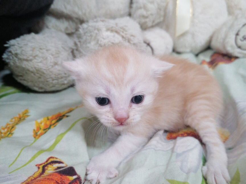 Шотландский котенок