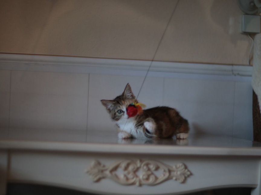 Котенок девочка