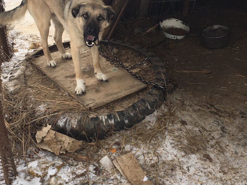 Собака на охрану