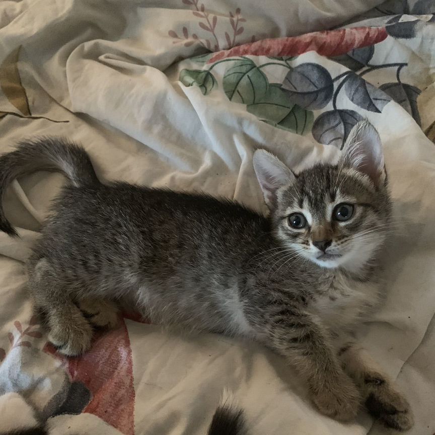 Кошка