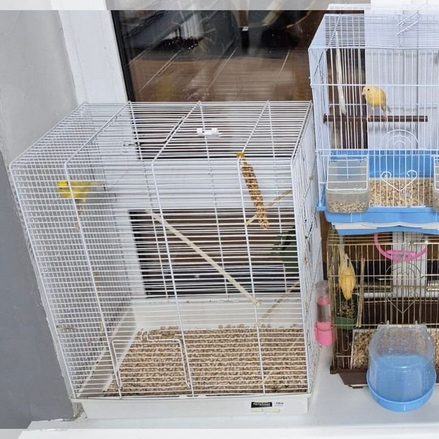 Кенарь поющий