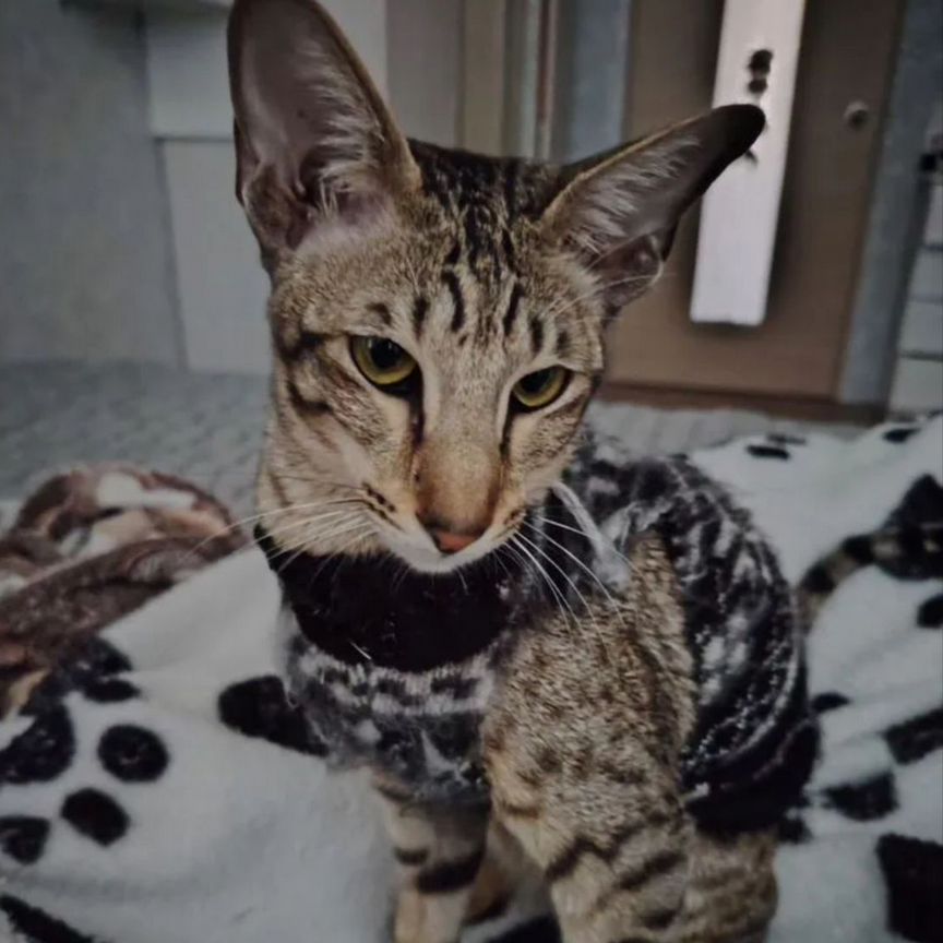 Ориентальный котёнок