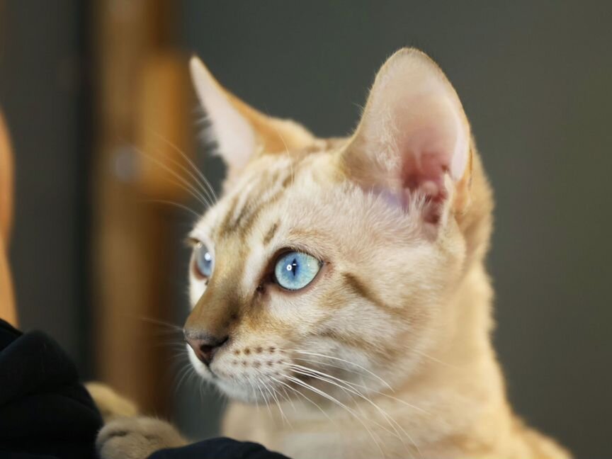 Снежные бенгальские котята