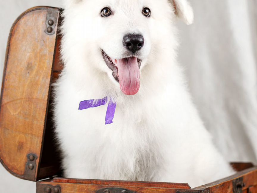 Щенки бшо, швейцарская овчарка