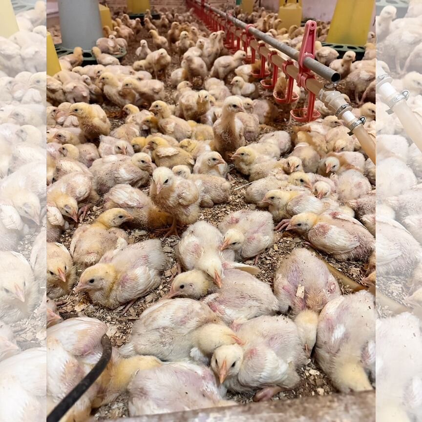 Цыплята бройлеры недельные,2 недельные, месячные