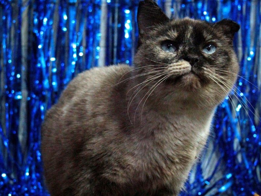 Кошечка Хлоя