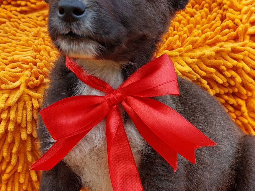 Щенки в добрые руки вырастут небольшими