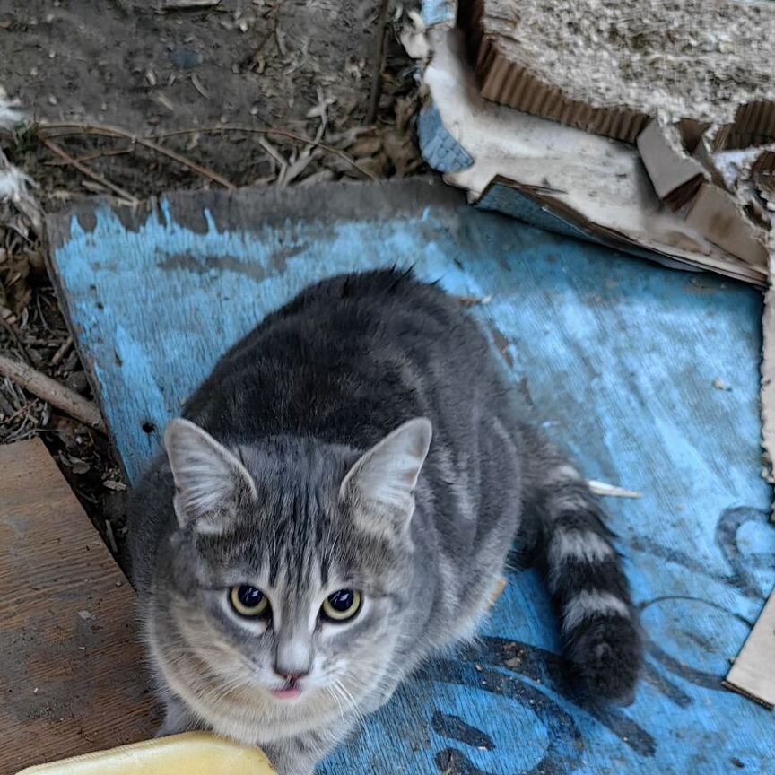 Котёнок в добрые руки