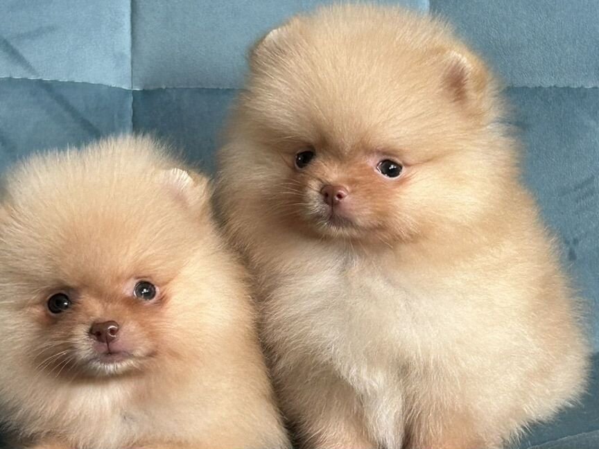 Померанский шпиц мини