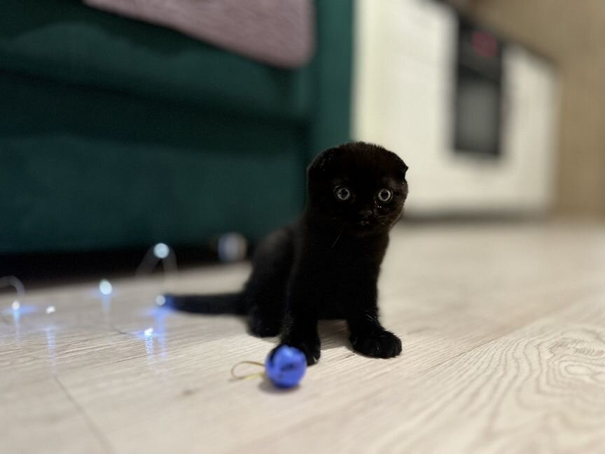 Шотландские вислоухие и прямоухие котята