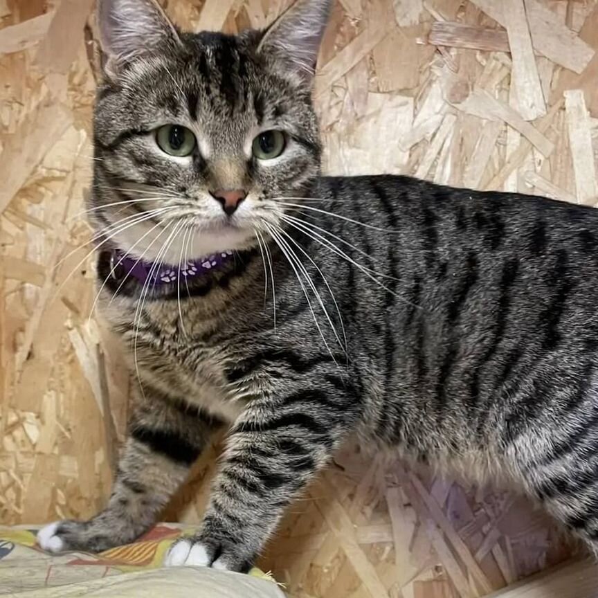 Взрослая, кошка в добрые руки