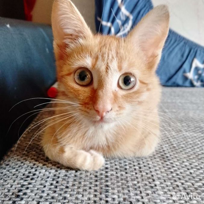Котенок, около 2-х месяцев