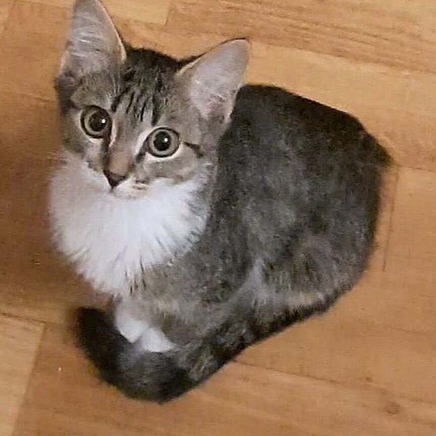 Котенок с белыми лапками