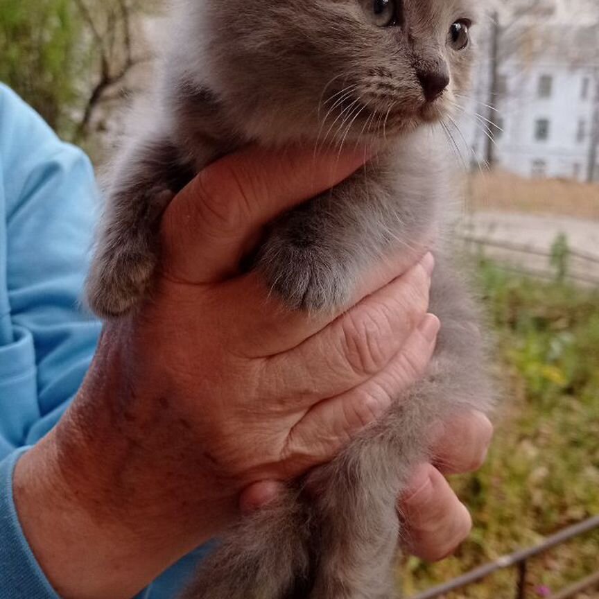 Котята в добрые руки