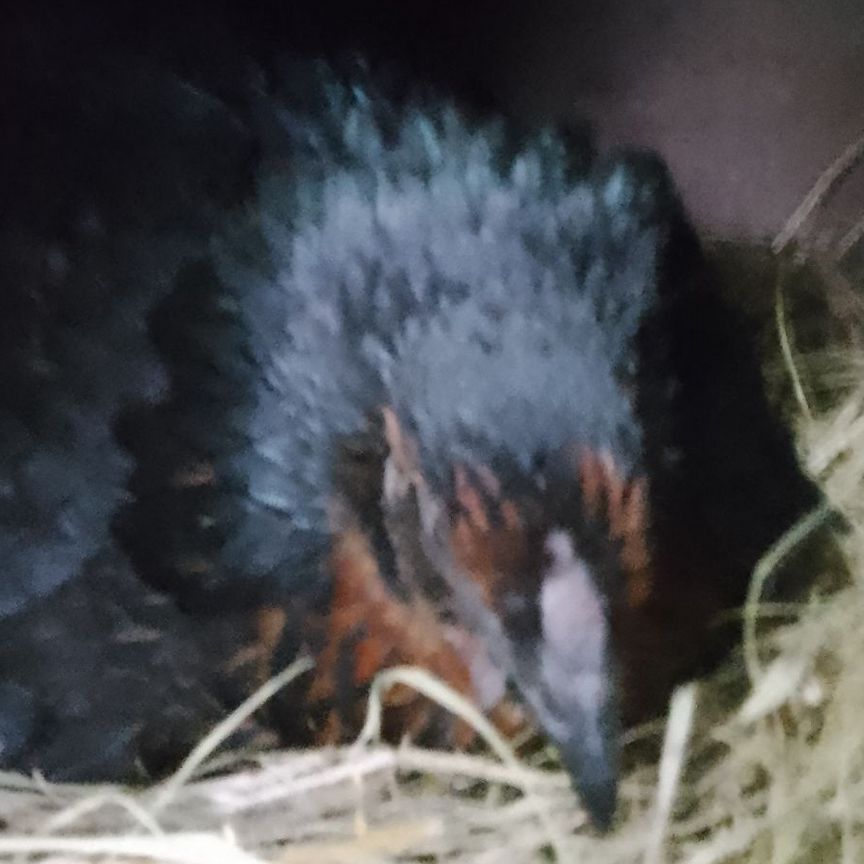 Молодая курочка наседка