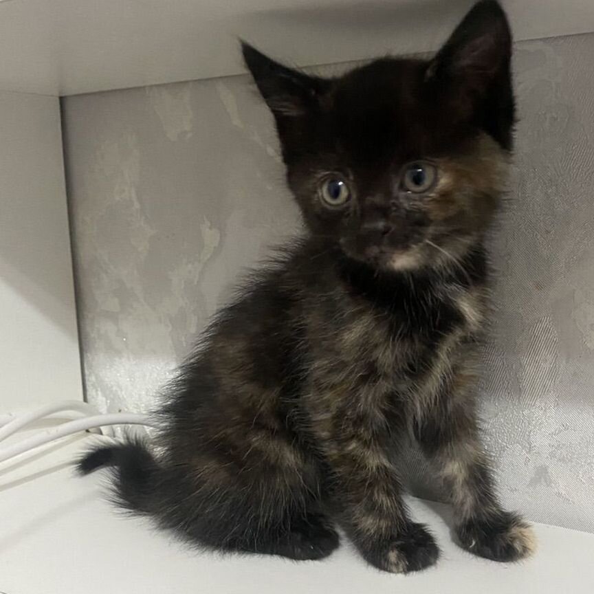 Сибирский котёнок
