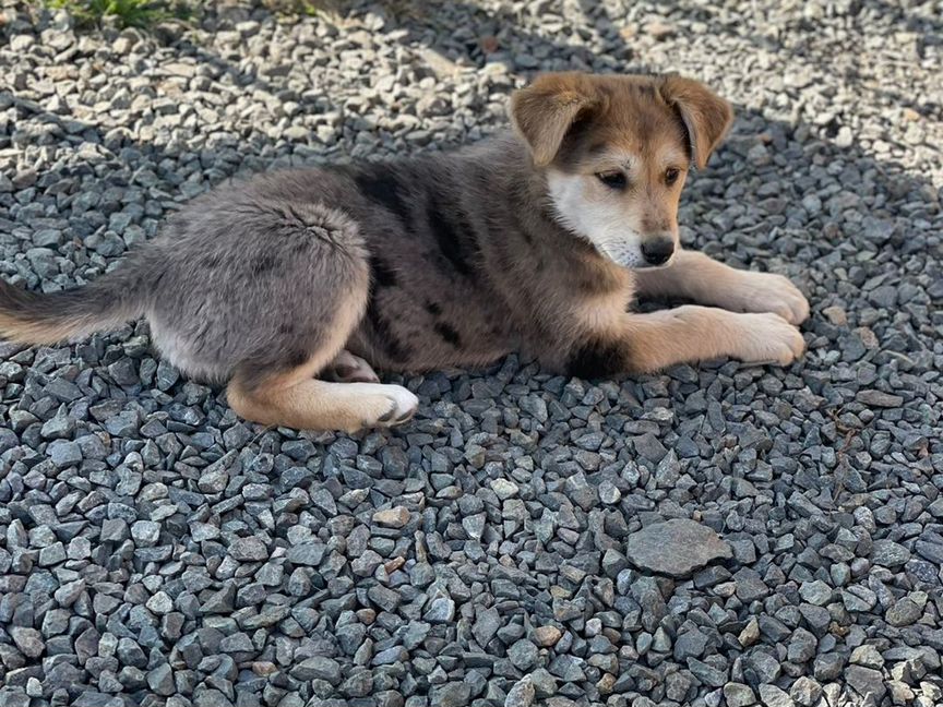 Щенок девочка ищет дом