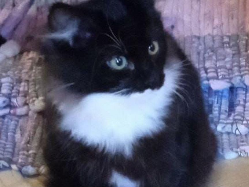 Котёнок мишелька, 3 мес., черно-белая