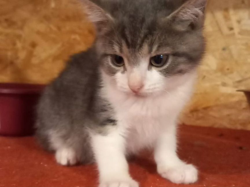 Милый котенок в добрые руки