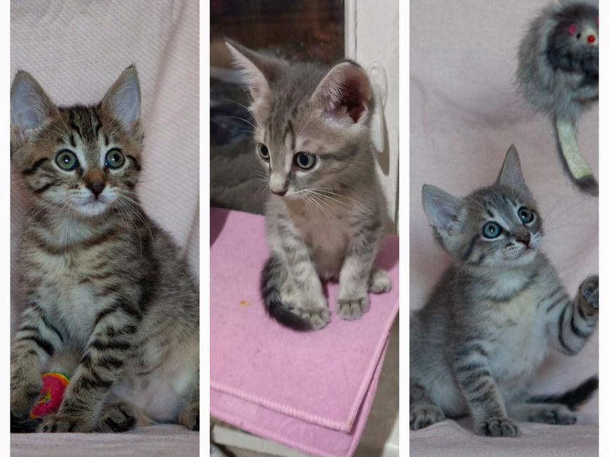 Котятки в добрые руки