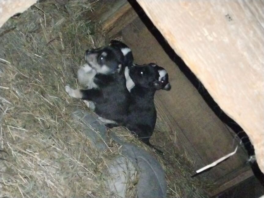 Отдам в добрые руки щенков