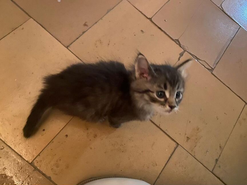 Котенок в дар бесплатно