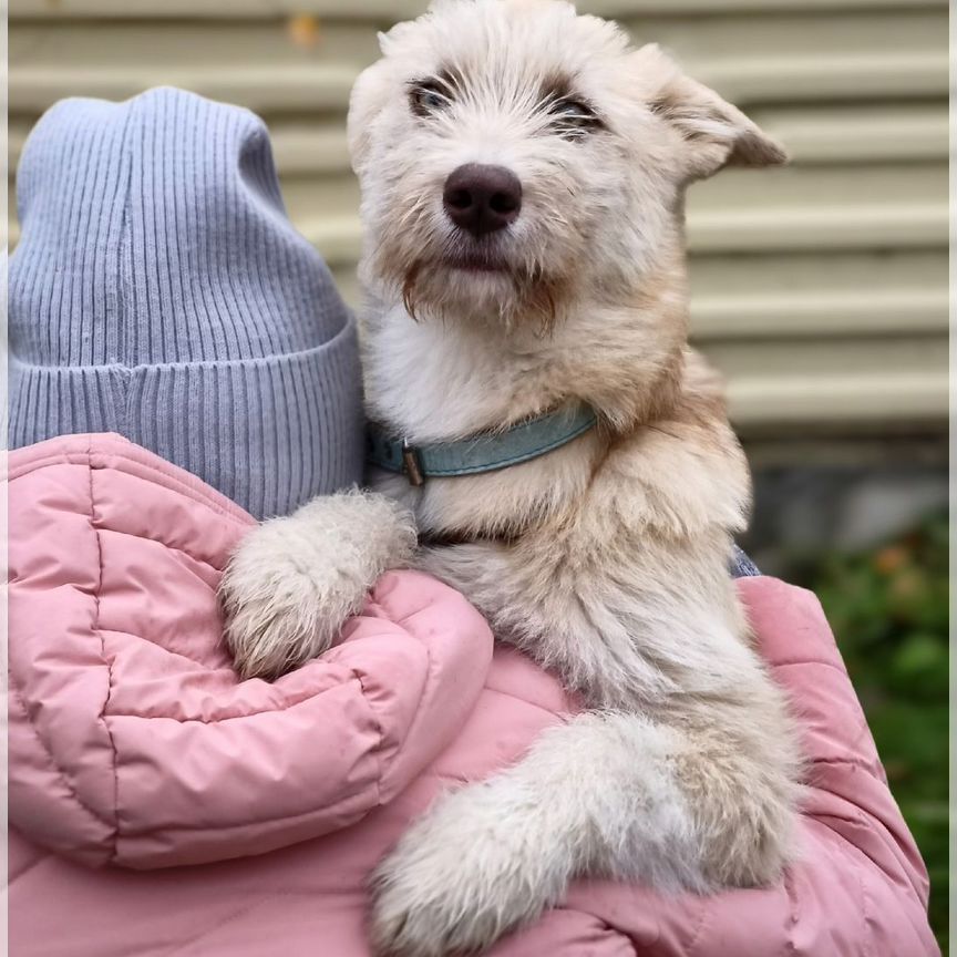 Щенок в добрые руки