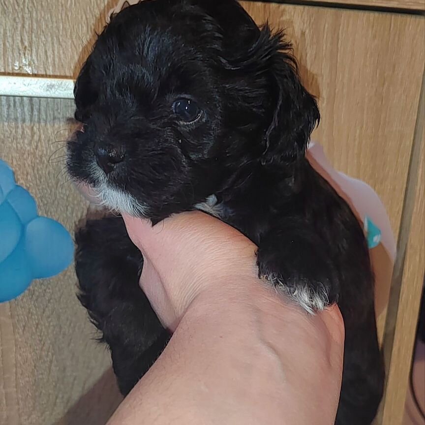 Щенок пудель мальчик