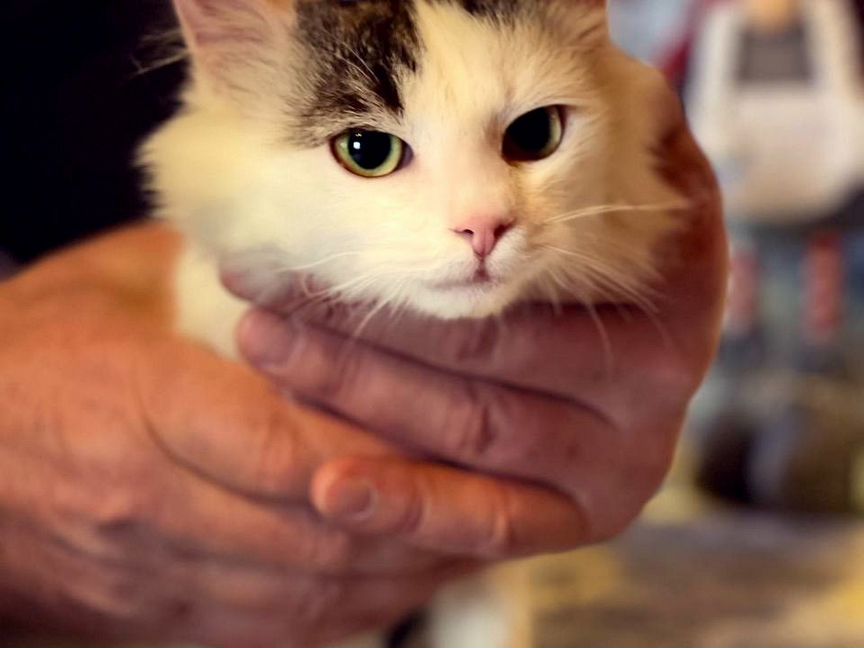 Котенок 3,5 месяца Маргоша