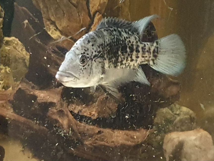 Гаитенсис (nandopsis haitiensis)