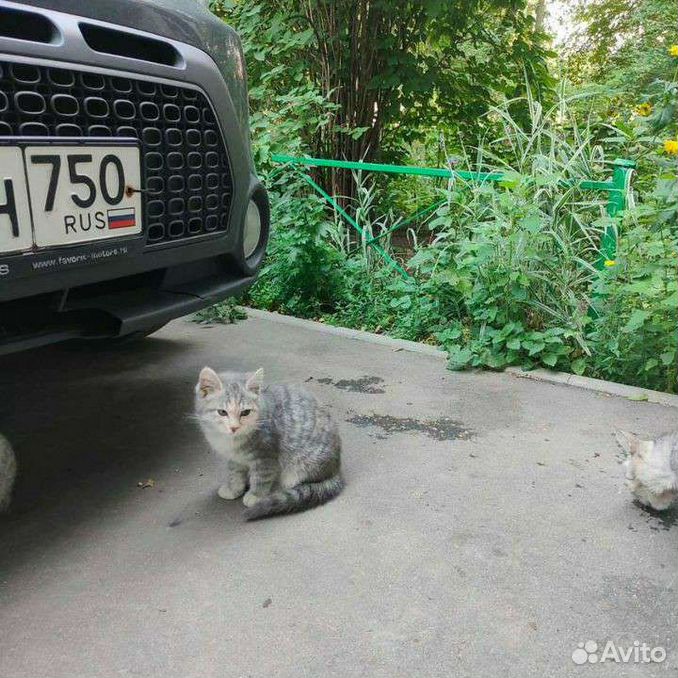 Котёнок британец во дворе