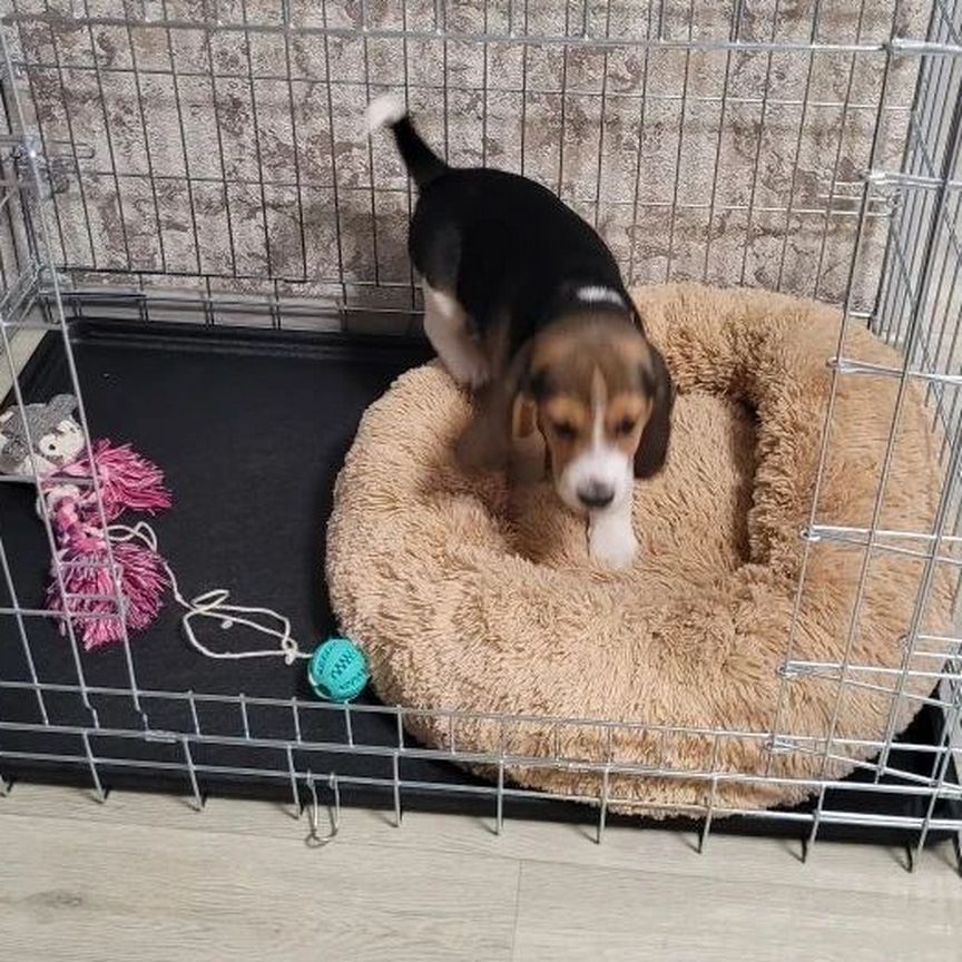 Клетка для собаки средних размеров