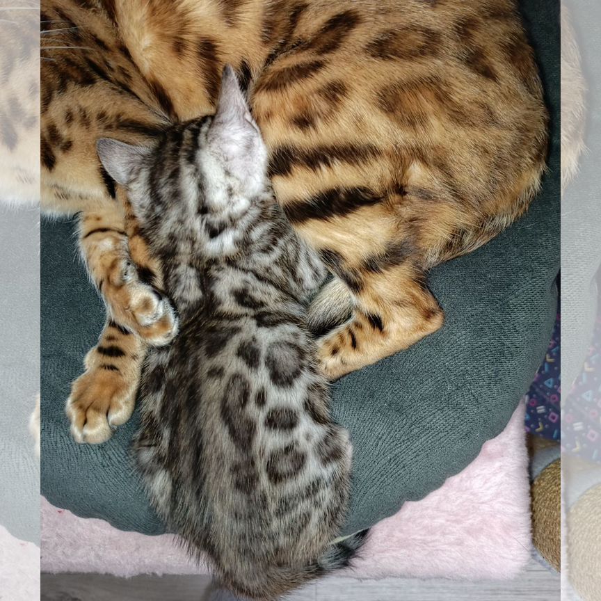 Бенгальская девочка на серебре