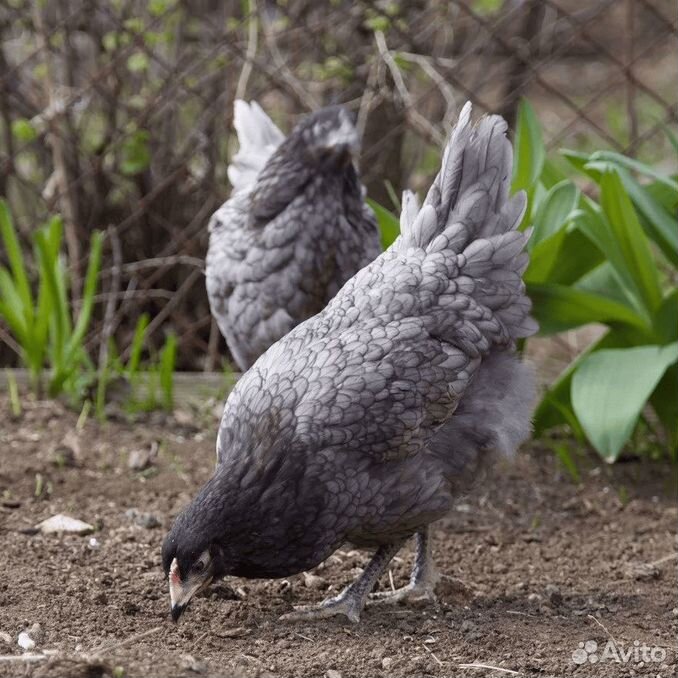 Курицы несушки доминанты