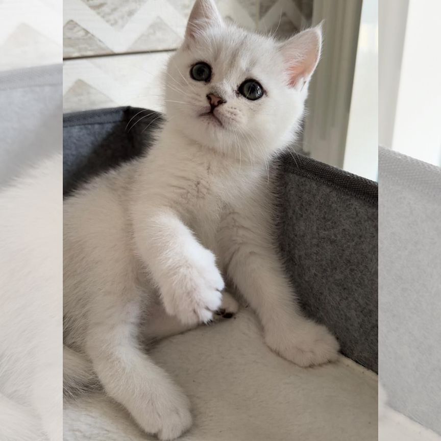 Шотландский прямоухий короткошёрстный котёнок