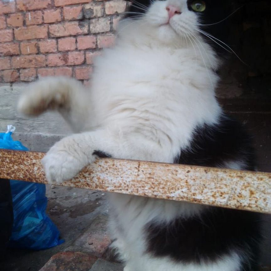 Совсем одинокий ласковый кот ищет хозяина