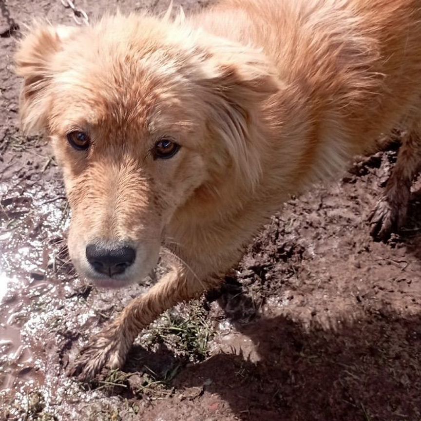 Собака в добрые руки даром