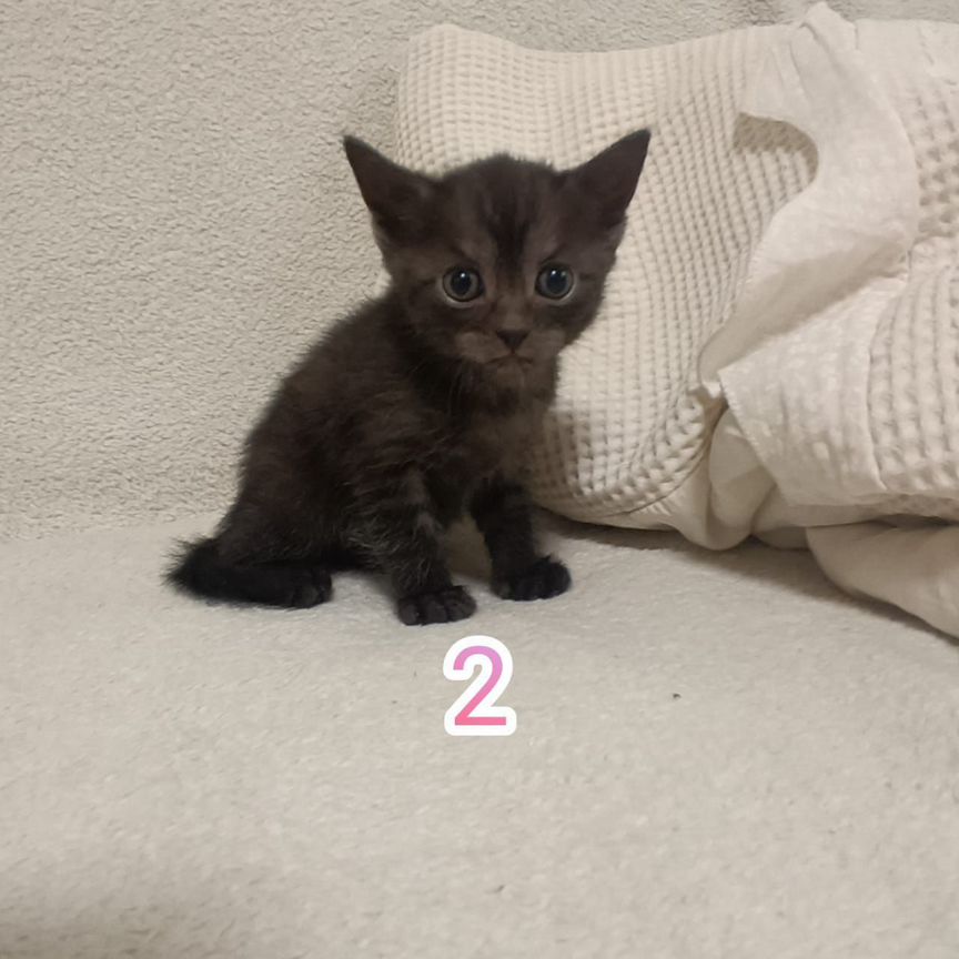 Котеечка в добрые руки