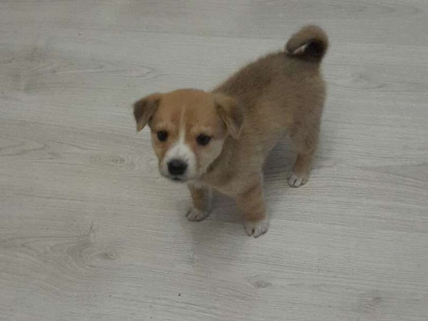 Маленькая собака в добрые руки бесплатно