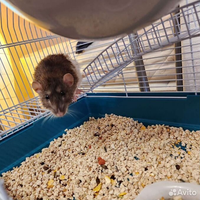 Ручная крыса