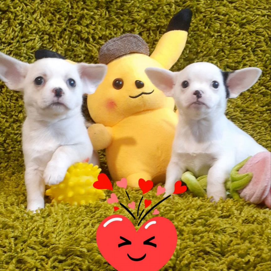 Чихуашки блонди малышки