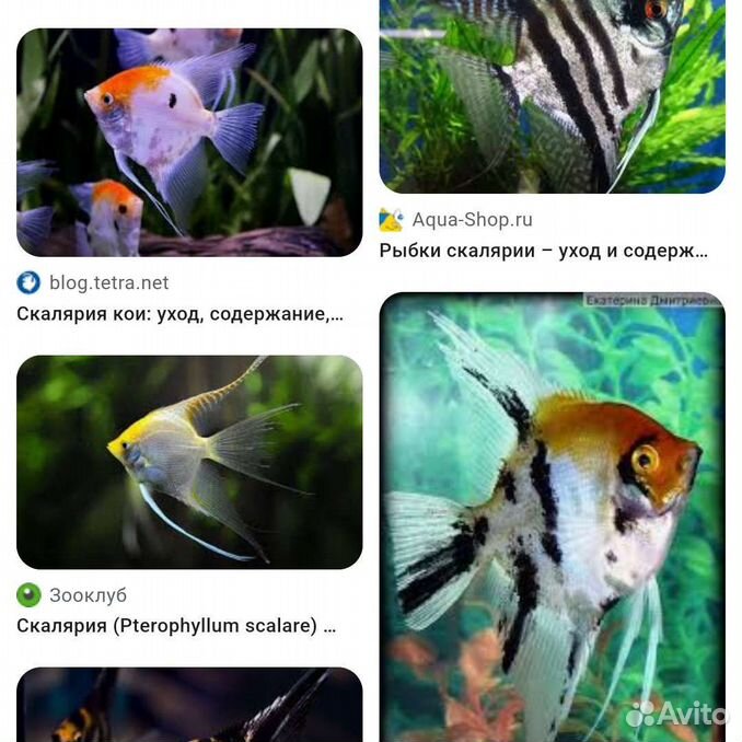 Большие рыбы скалярии