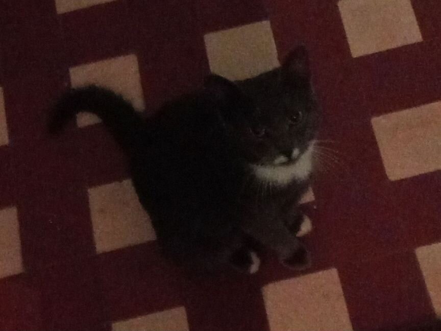 Кошка