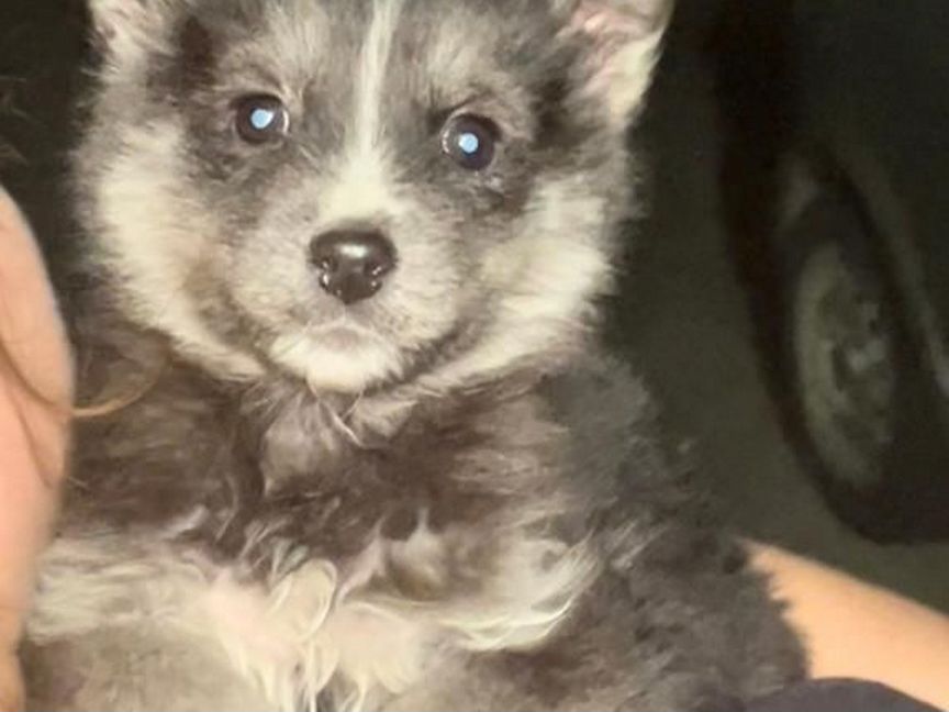 Щенок в добрые руки