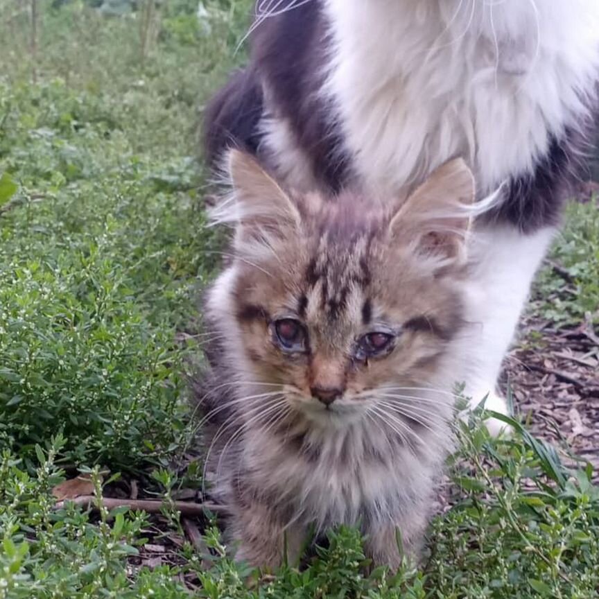 Слепые котята на улице