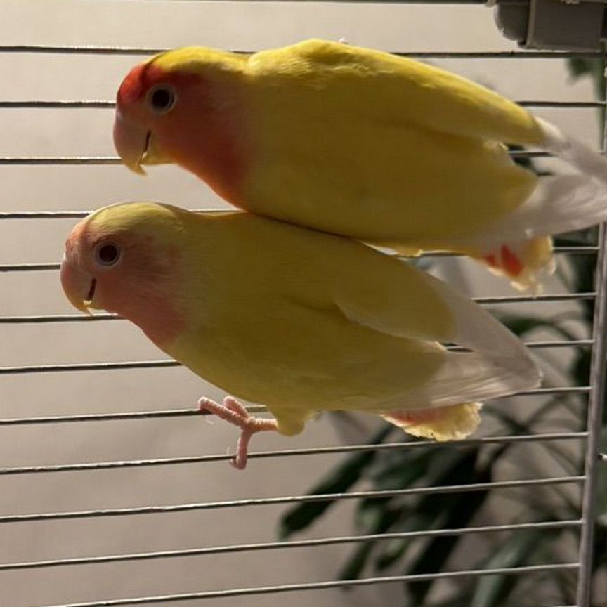 Попугай неразлучники с клеткой