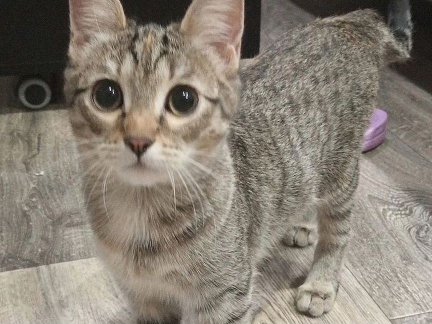 Котенок девочка полосатая ищет дом