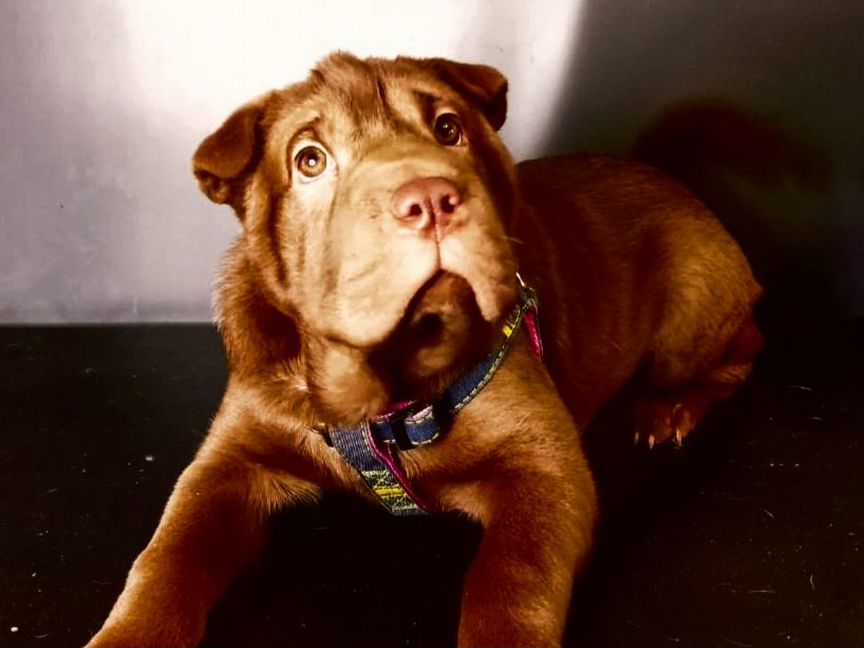 Шикарная шоколадная девочка породы шарпей